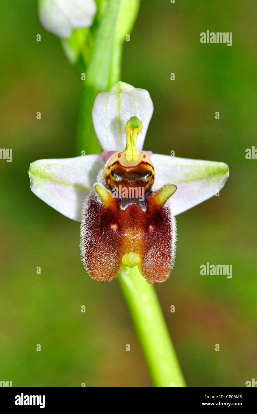 The flower of the levant hi-res stock photography and images - Alamy