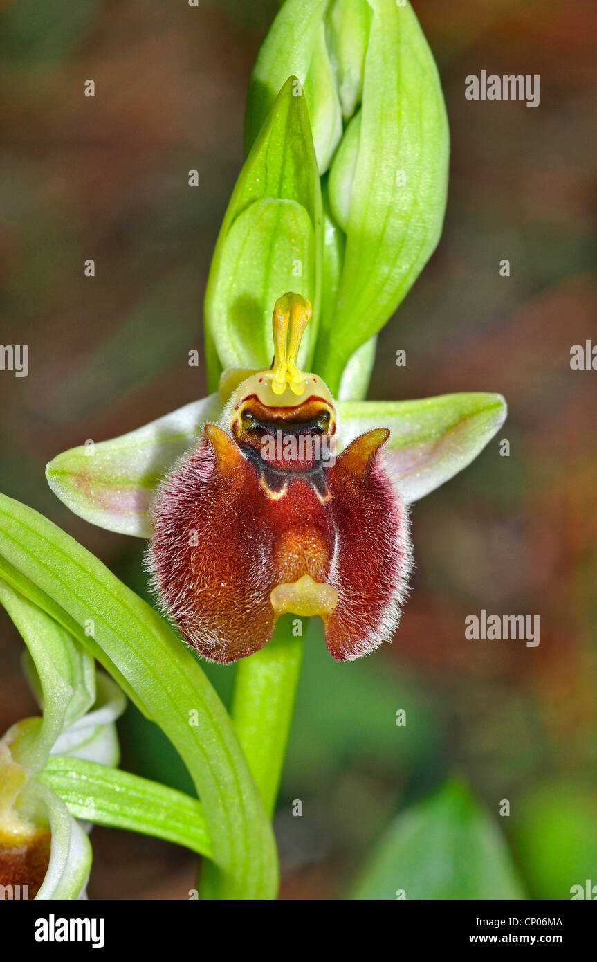 The flower of the levant hi-res stock photography and images - Alamy