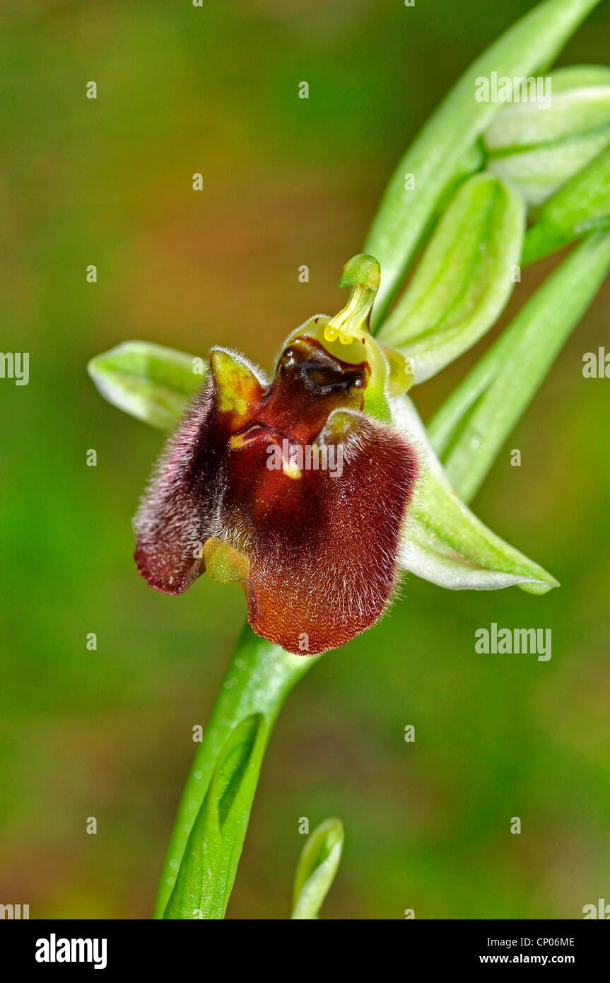 The flower of the levant hi-res stock photography and images - Alamy