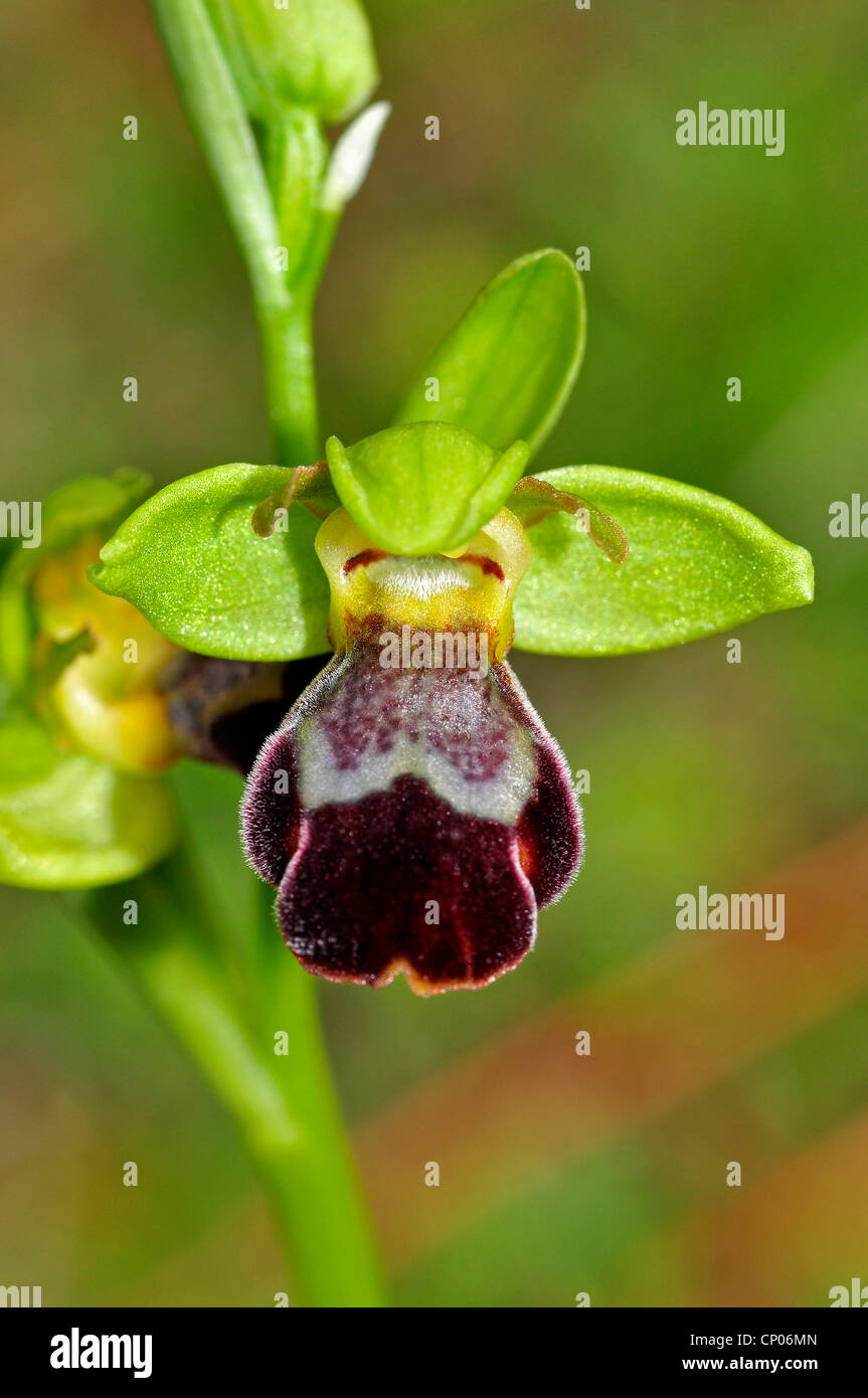 Ophrys israelitica hi-res stock photography and images - Alamy