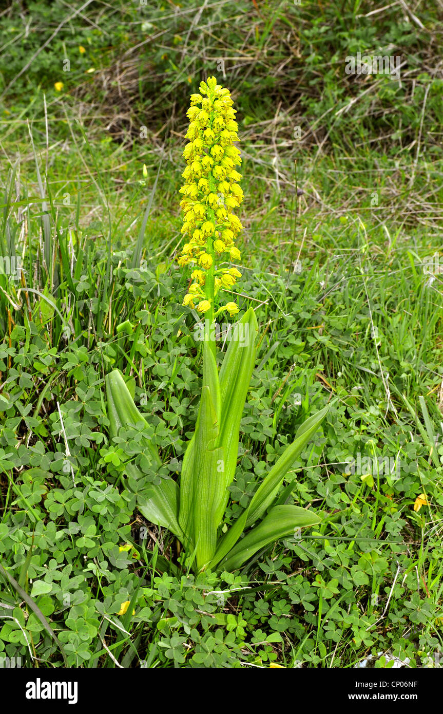 Orchis punctulata hi-res stock photography and images - Alamy