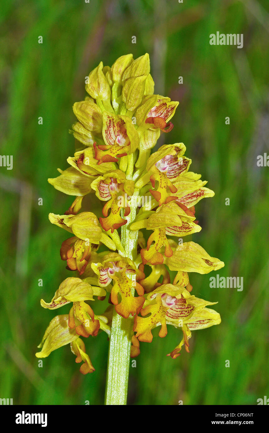 small dotted orchis (Orchis punctulata), inflorescence, Cyprus Stock ...