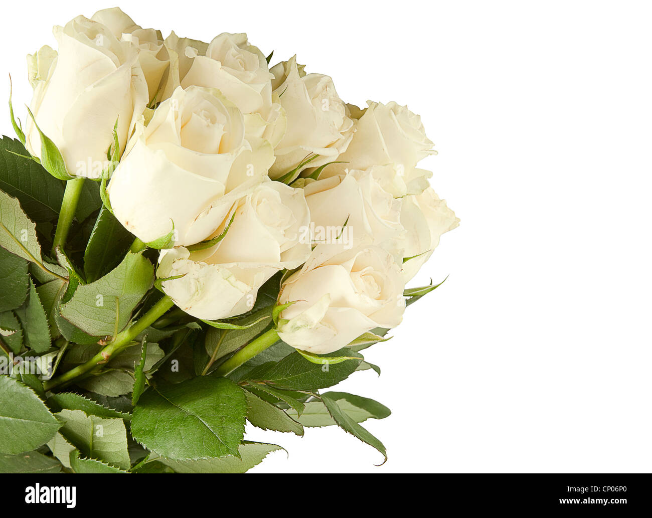 Beautiful bunch of white rose isolated on the white background Stock ...
