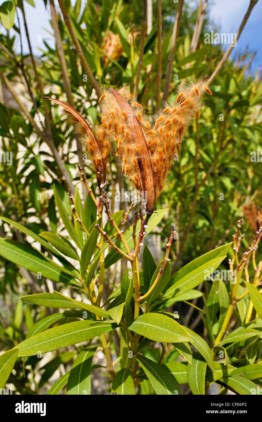 Nerium oleander fruits hi-res stock photography and images - Alamy