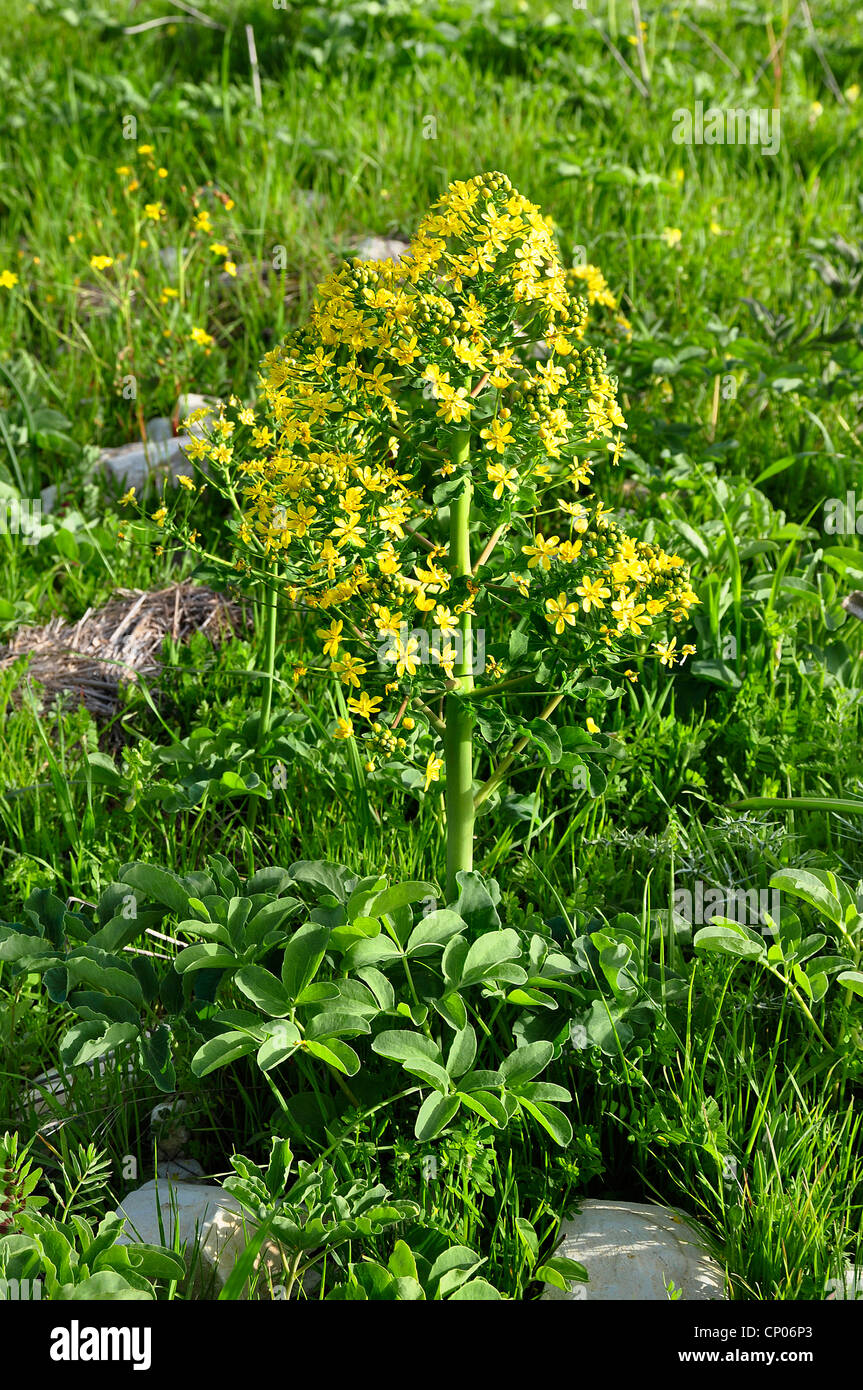 Rakaf (Leontice leontopetalum), blooming, Cyprus Stock Photo - Alamy