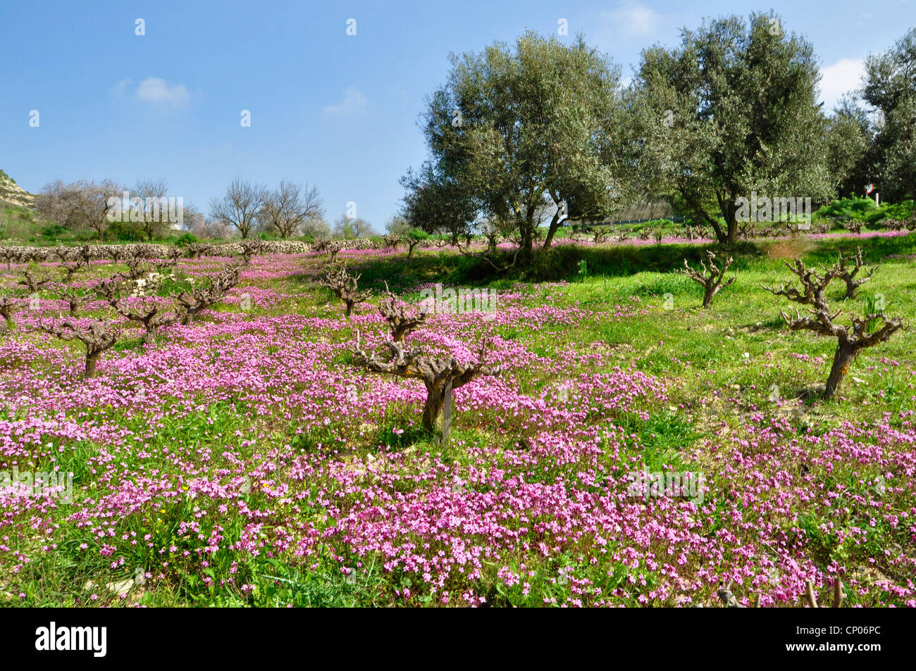 Silene fuscata (Silene fuscata), vineyard with Silene fuscata, Cyprus ...