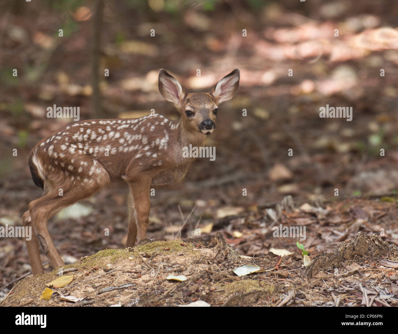 Mule Deer (Odocoileus hemionus) fawn, Sierra foothills of Northern ...