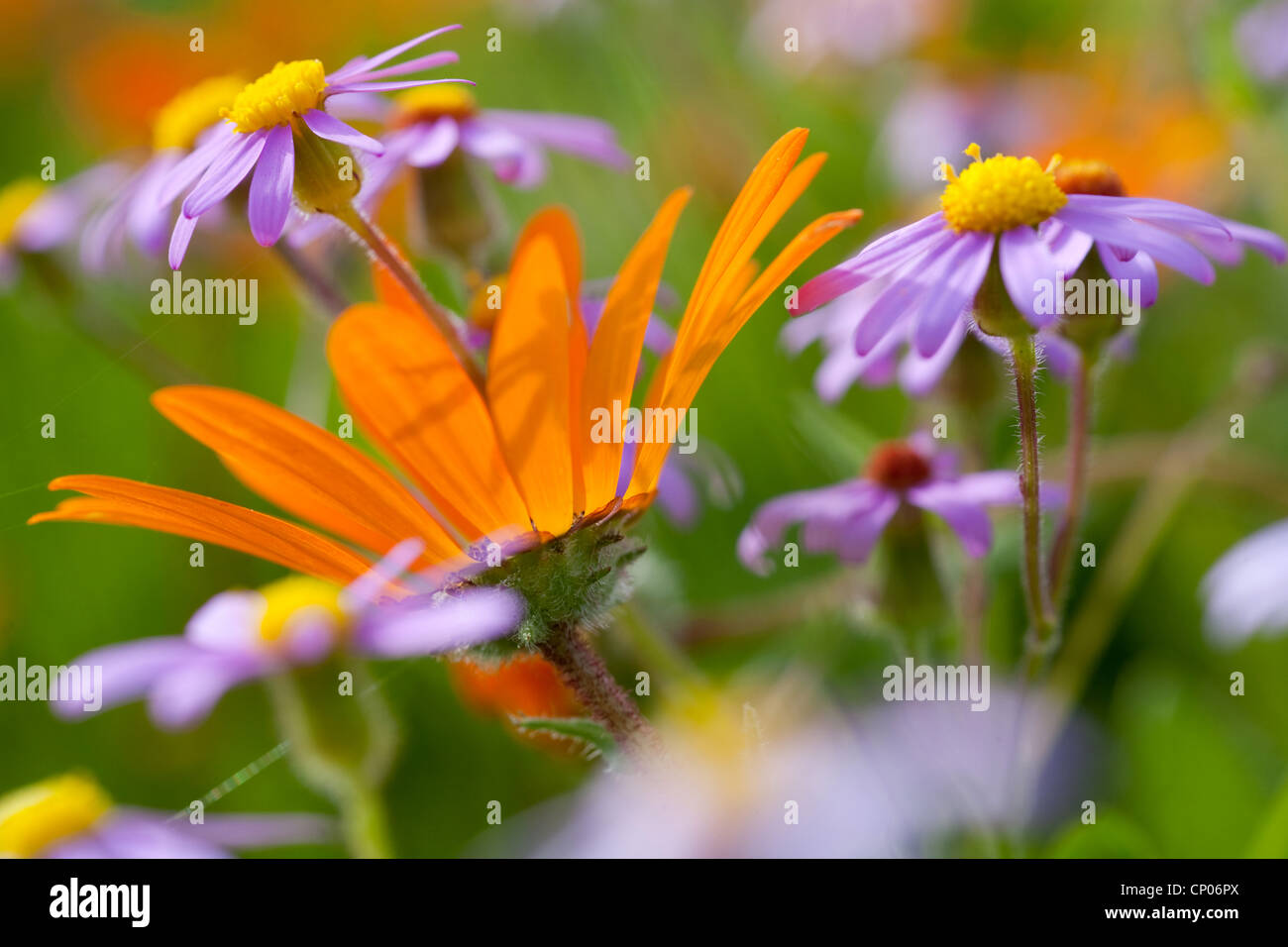 Alpine Ragwort (Wild cineraria, Purple ragwort, Redpurple ragwort.), on ...