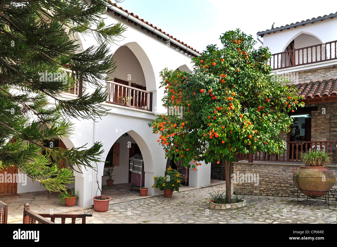 orange (Citrus sinensis), fruiting orange tree at Minas monastery ...