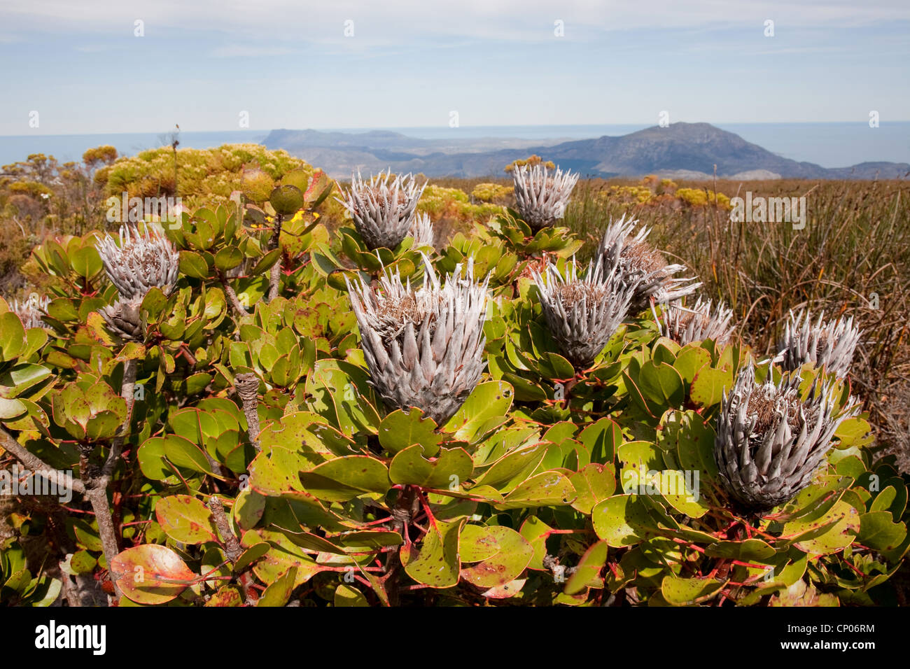 sugar bush (Protea spec.), witheres sugar bush, South Africa, Western ...