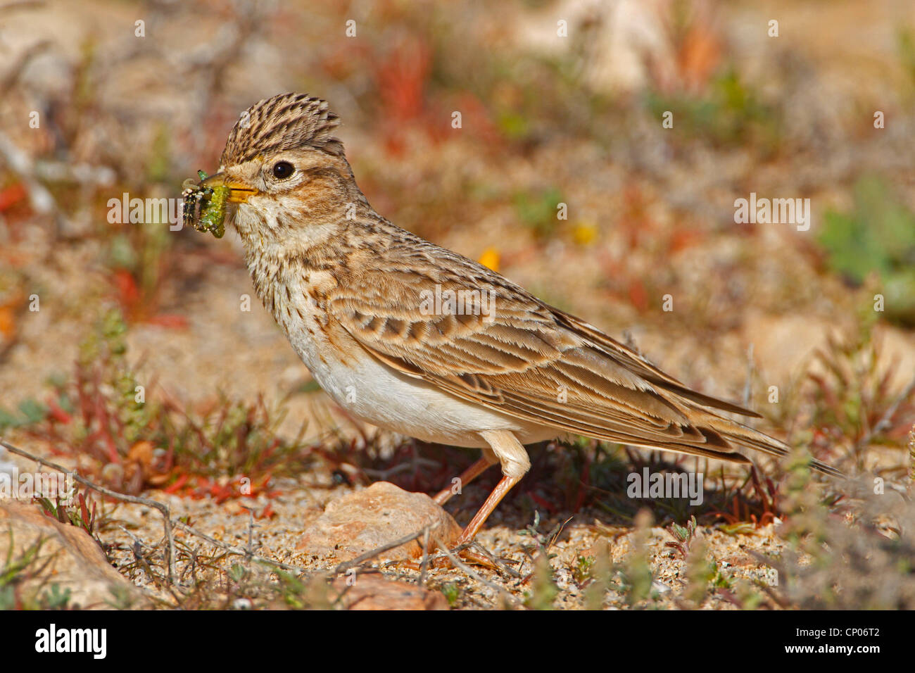 lesser short-toed lark (Calandrella rufescens), sitting on the ground ...