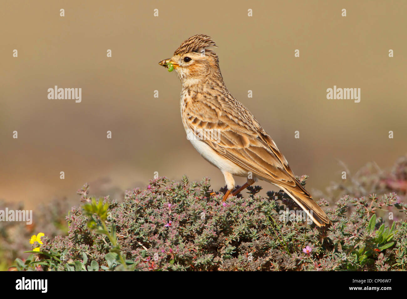 lesser short-toed lark (Calandrella rufescens), sitting on the ground ...