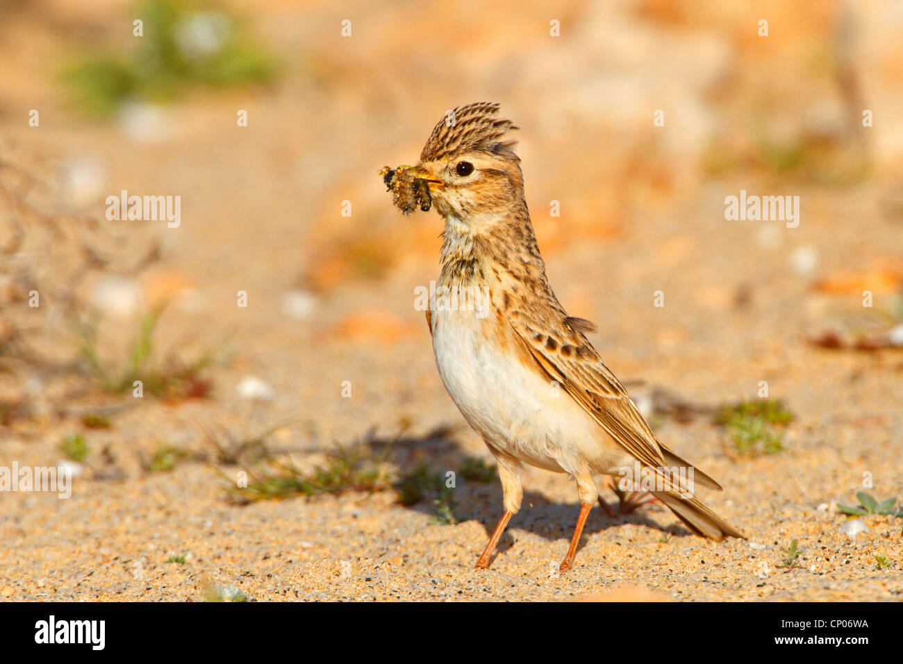 lesser short-toed lark (Calandrella rufescens), sitting on the ground ...