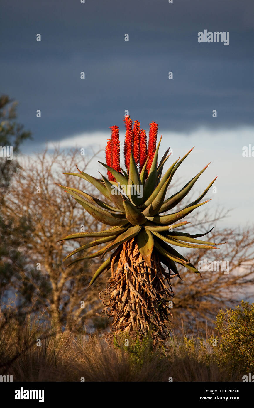 Cape aloe aloe ferox flowering hi-res stock photography and images - Alamy