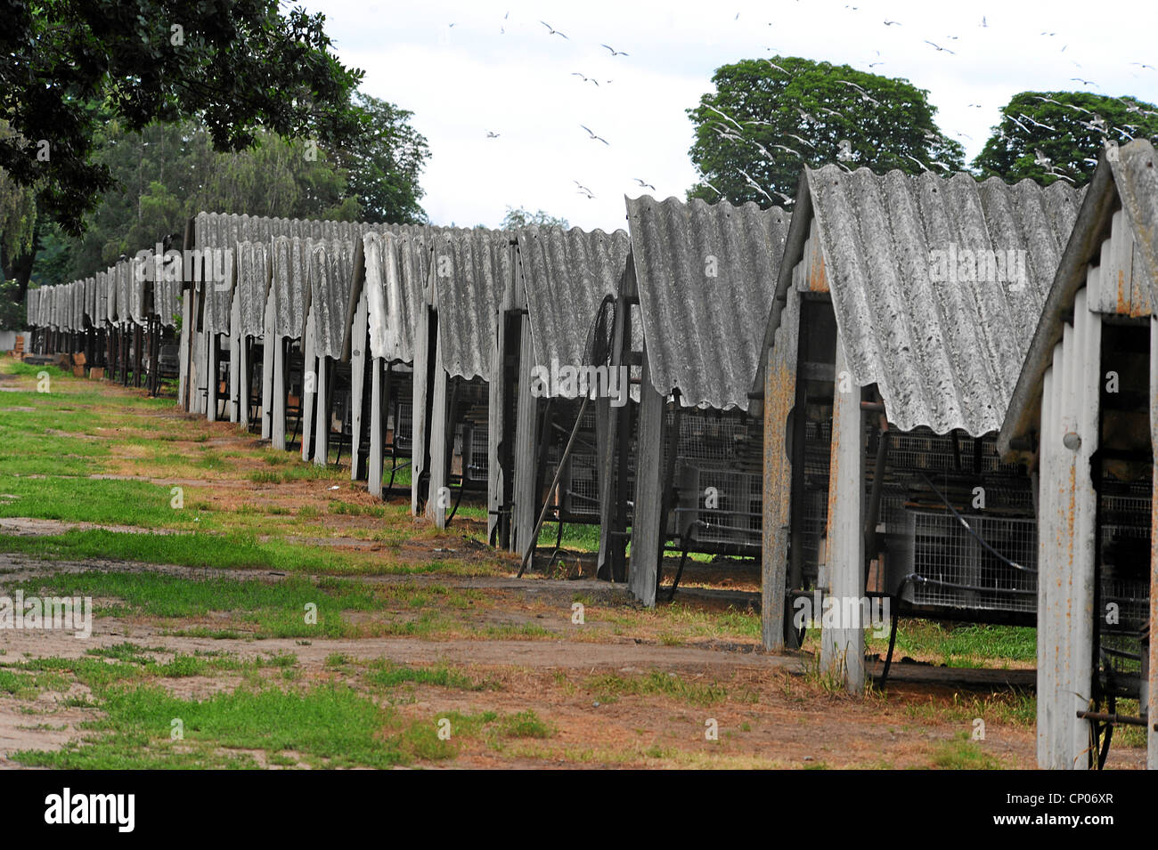 Mink cage hi-res stock photography and images - Alamy