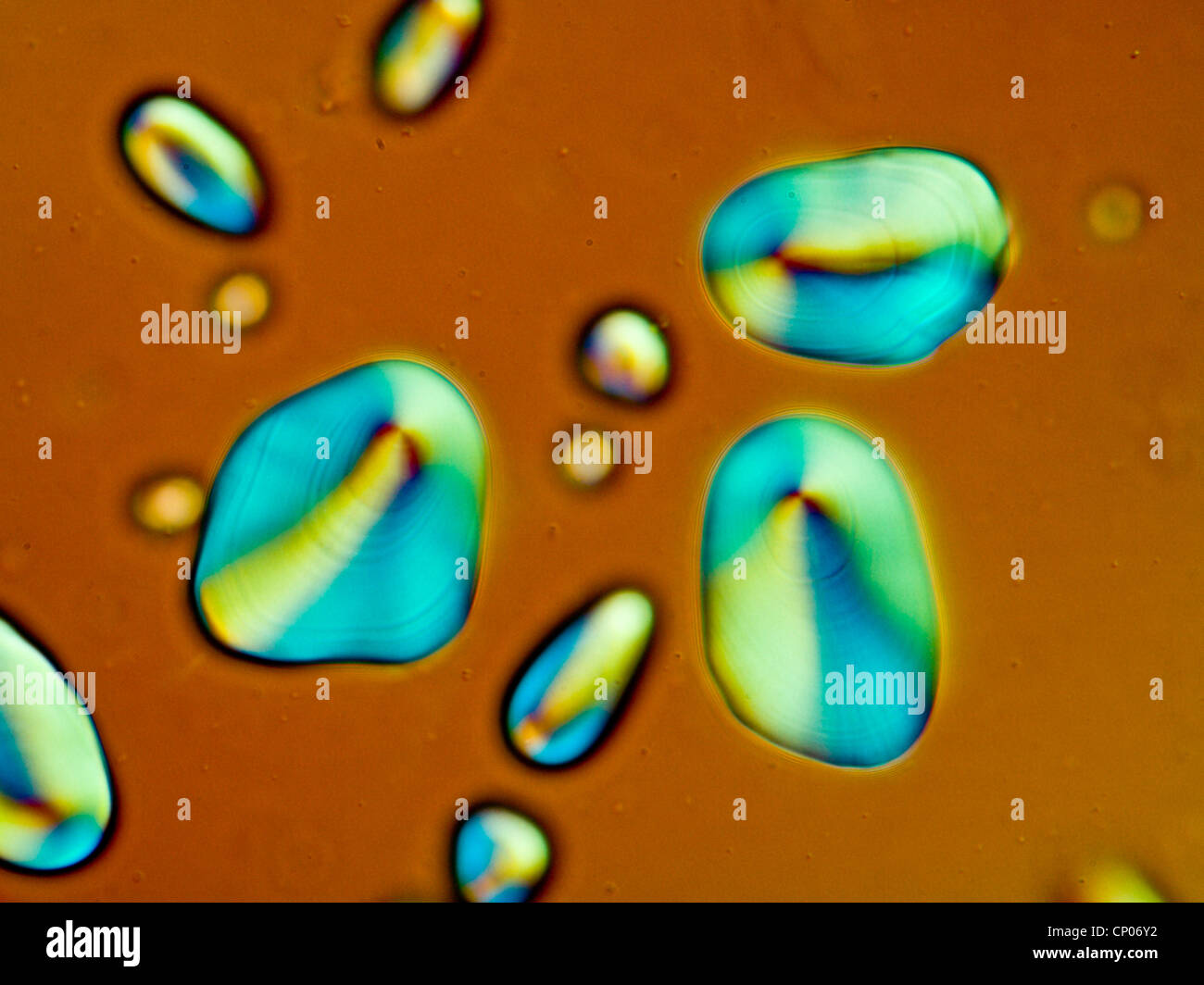 Potato starch grains hi-res stock photography and images - Alamy