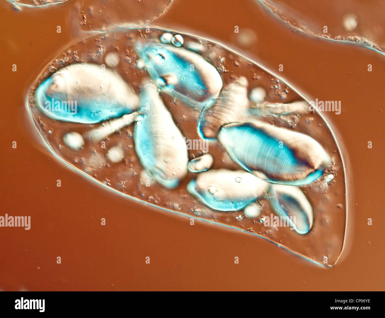 banana (Musa paradisiaca, Musa x paradisiaca), single cell of fruit ...