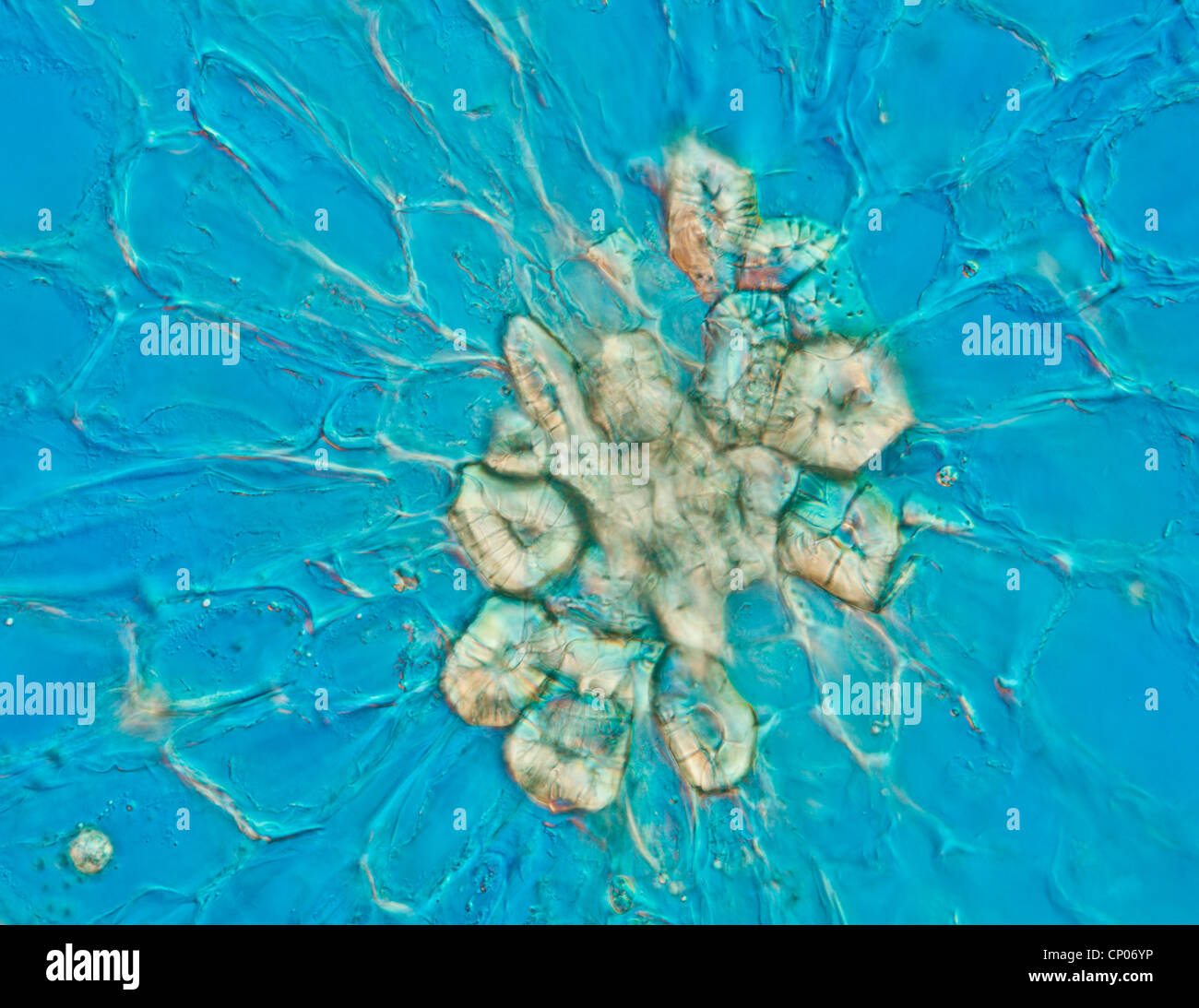 Plant Cells Light Microscope Stock Photos & Plant Cells Light ...