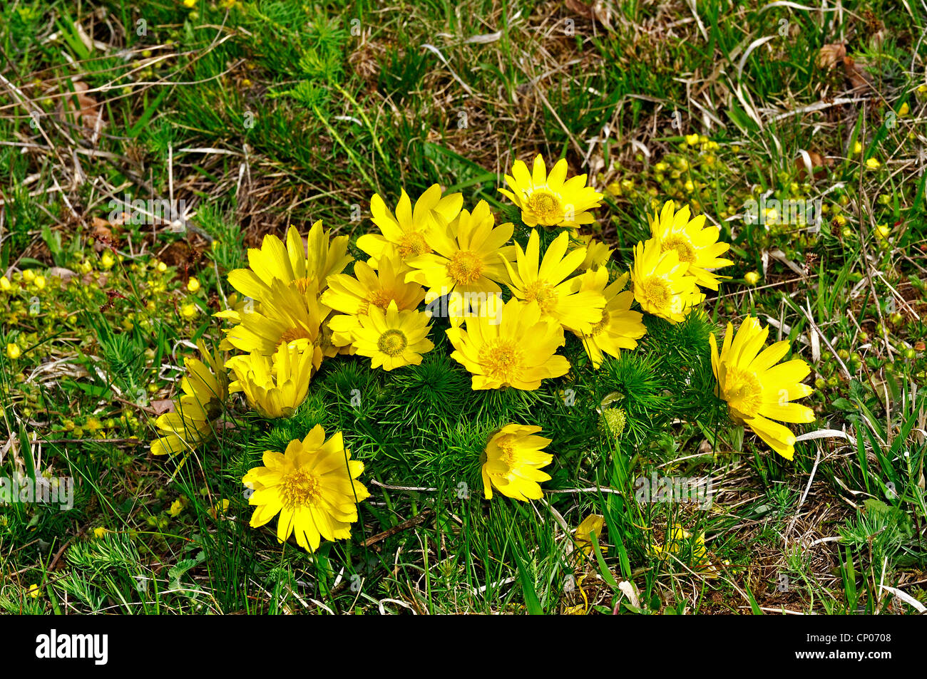 Adonis vernalis hi-res stock photography and images - Alamy