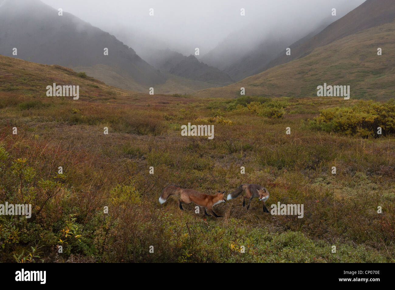 Red Foxes (Vulpes fulva) cavort on the fall tundra of Denali National ...