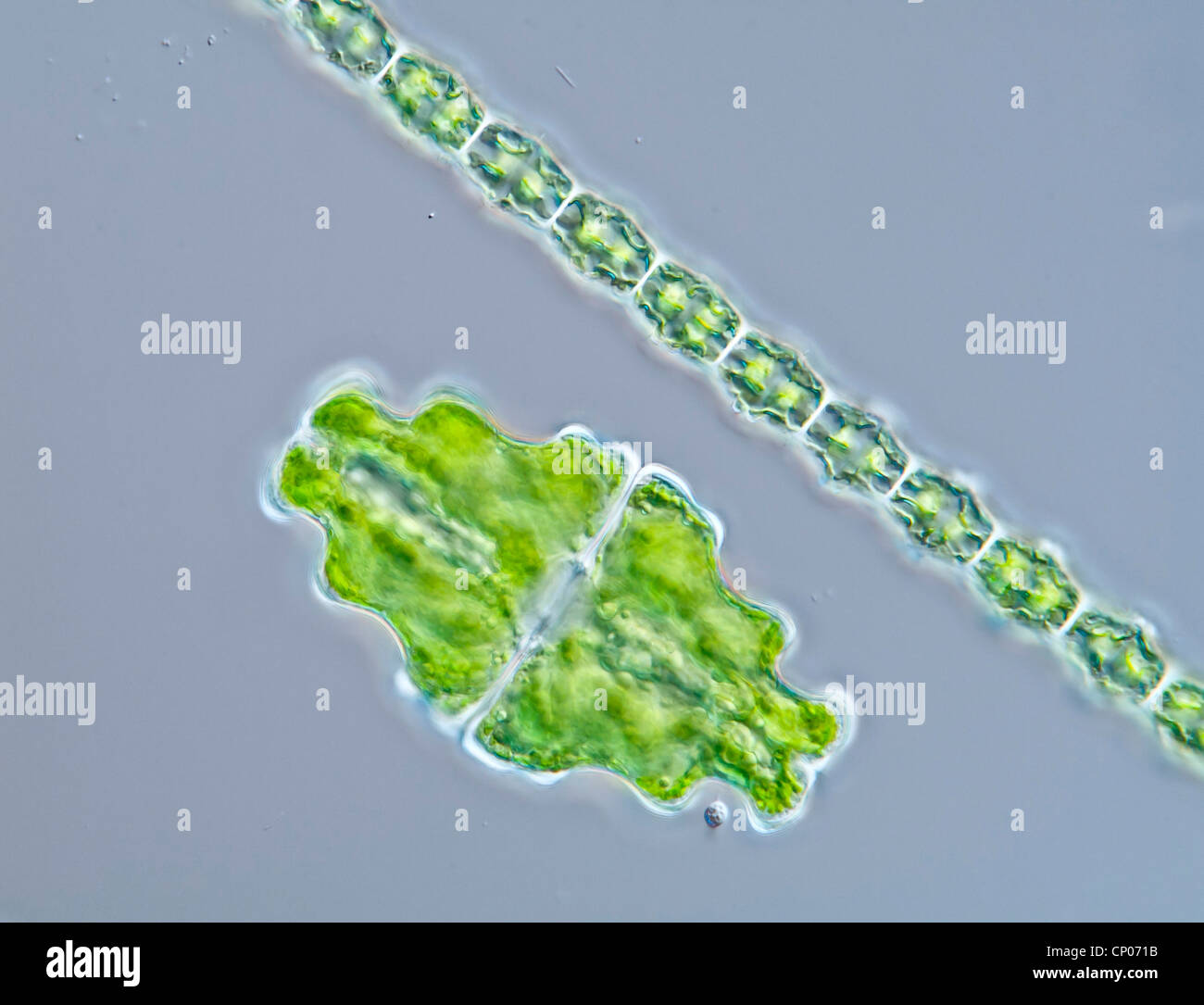 Zygophyta Euastrum spec. and Bambusina moniliformis Stock Photo - Alamy