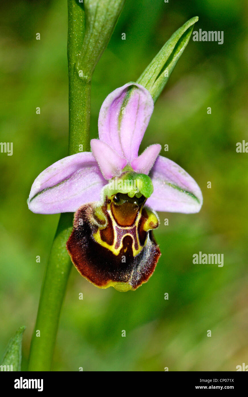 later spider orchid (Ophrys holoserica, Ophrys holosericea), flower ...