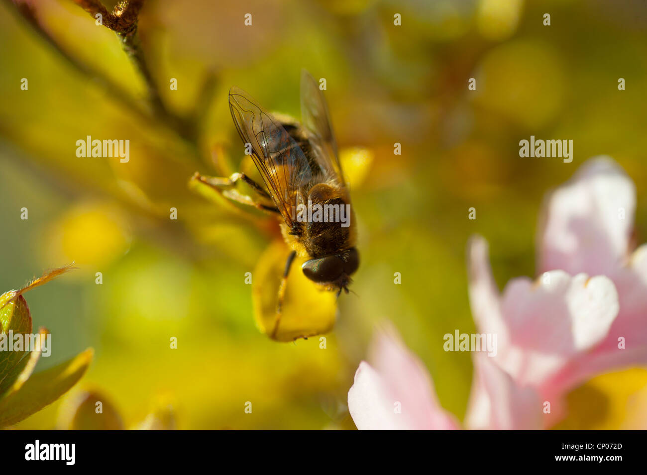 Bee wasp fly insect Amlwch Anglesey North Wales Uk Stock Photo - Alamy