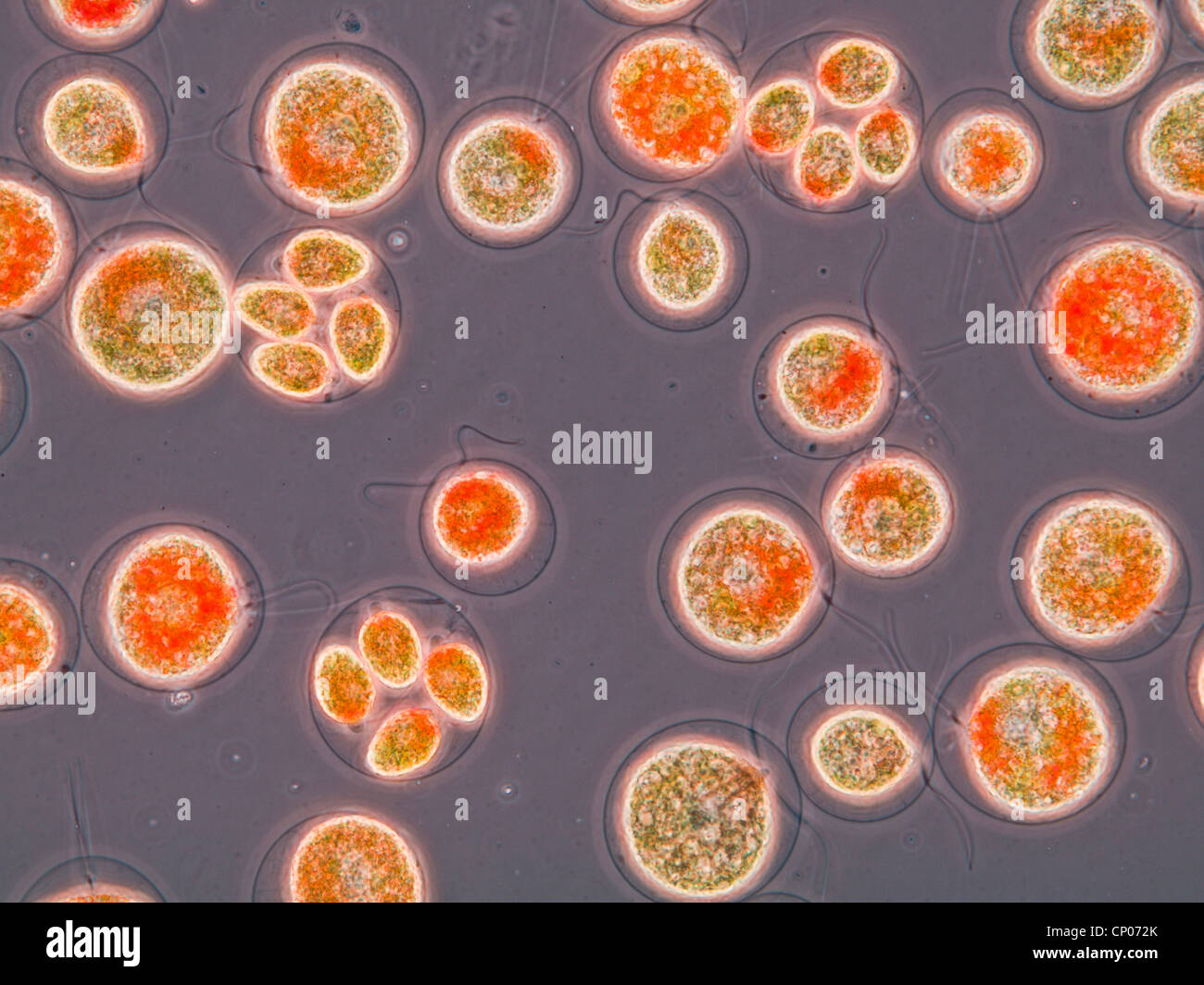 Microscopic cells botany botanical hi-res stock photography and images ...