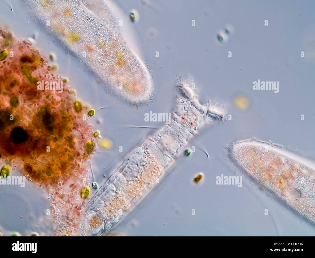 Philodina hi-res stock photography and images - Alamy