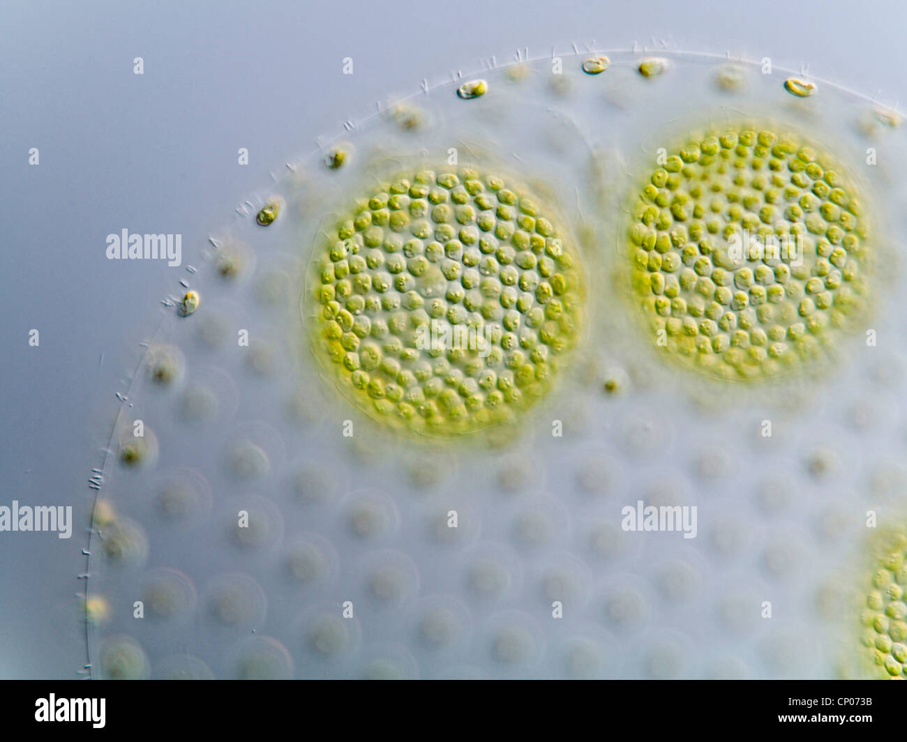 Volvox aureus (Volvox aureus), spherical mature colony with daughter ...