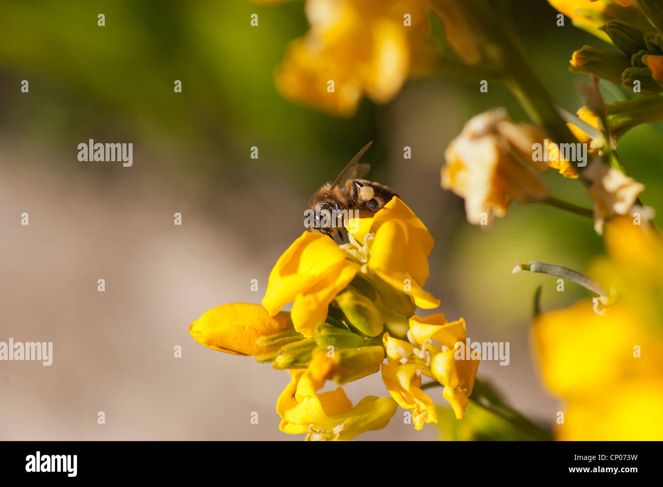 Bee wasp fly insect Amlwch Anglesey North Wales Uk Garden Stock Photo ...