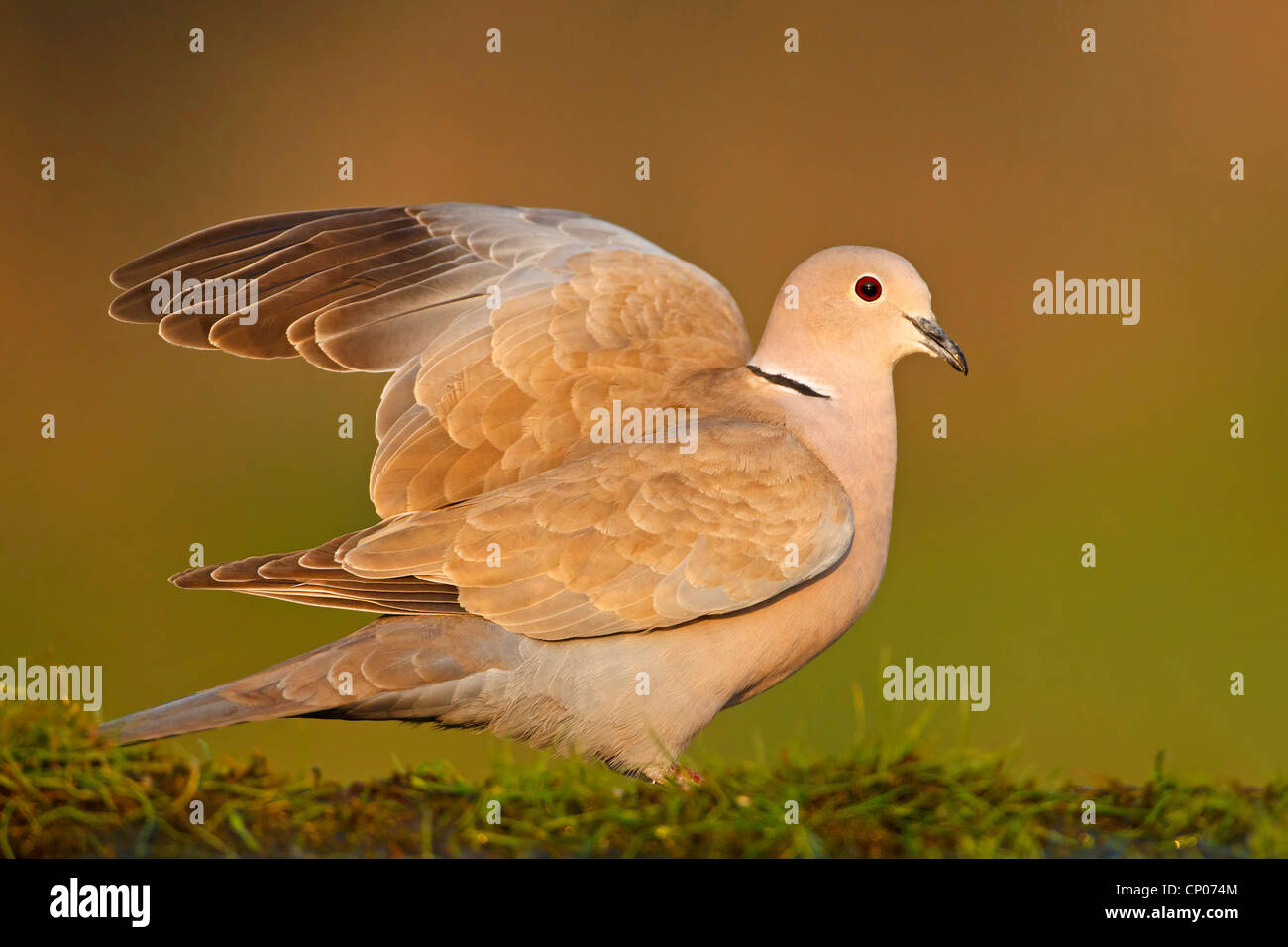 Dove flapping wings hi-res stock photography and images - Alamy