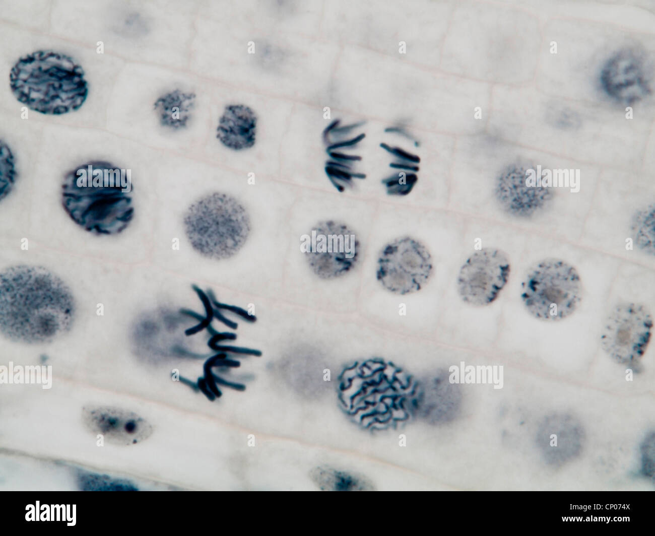Mitosis hi-res stock photography and images - Alamy