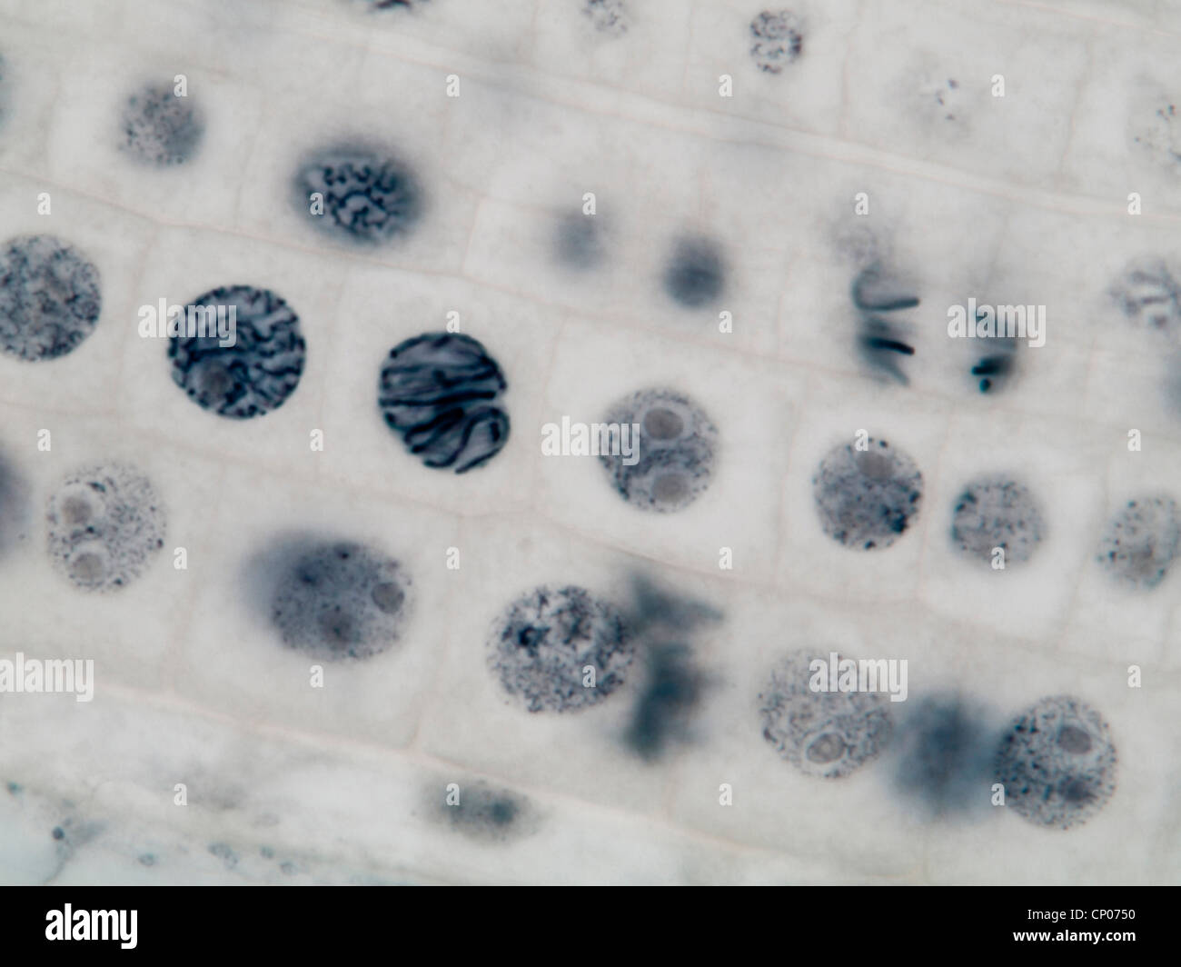Mitosis hi-res stock photography and images - Alamy