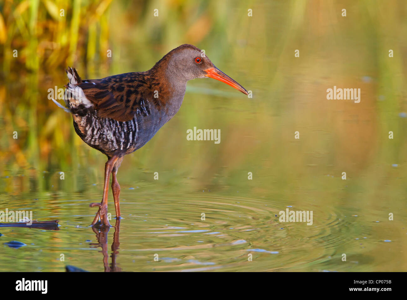 water rail (Rallus aquaticus), wading in water, Germany, Rhineland ...