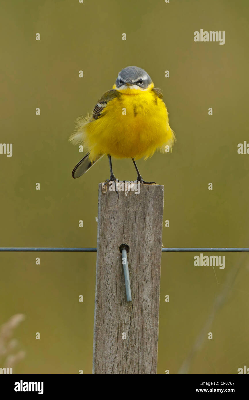 Blue-headed Wagtail, Yellow Wagtail (Motacilla flava flava), sitting on ...