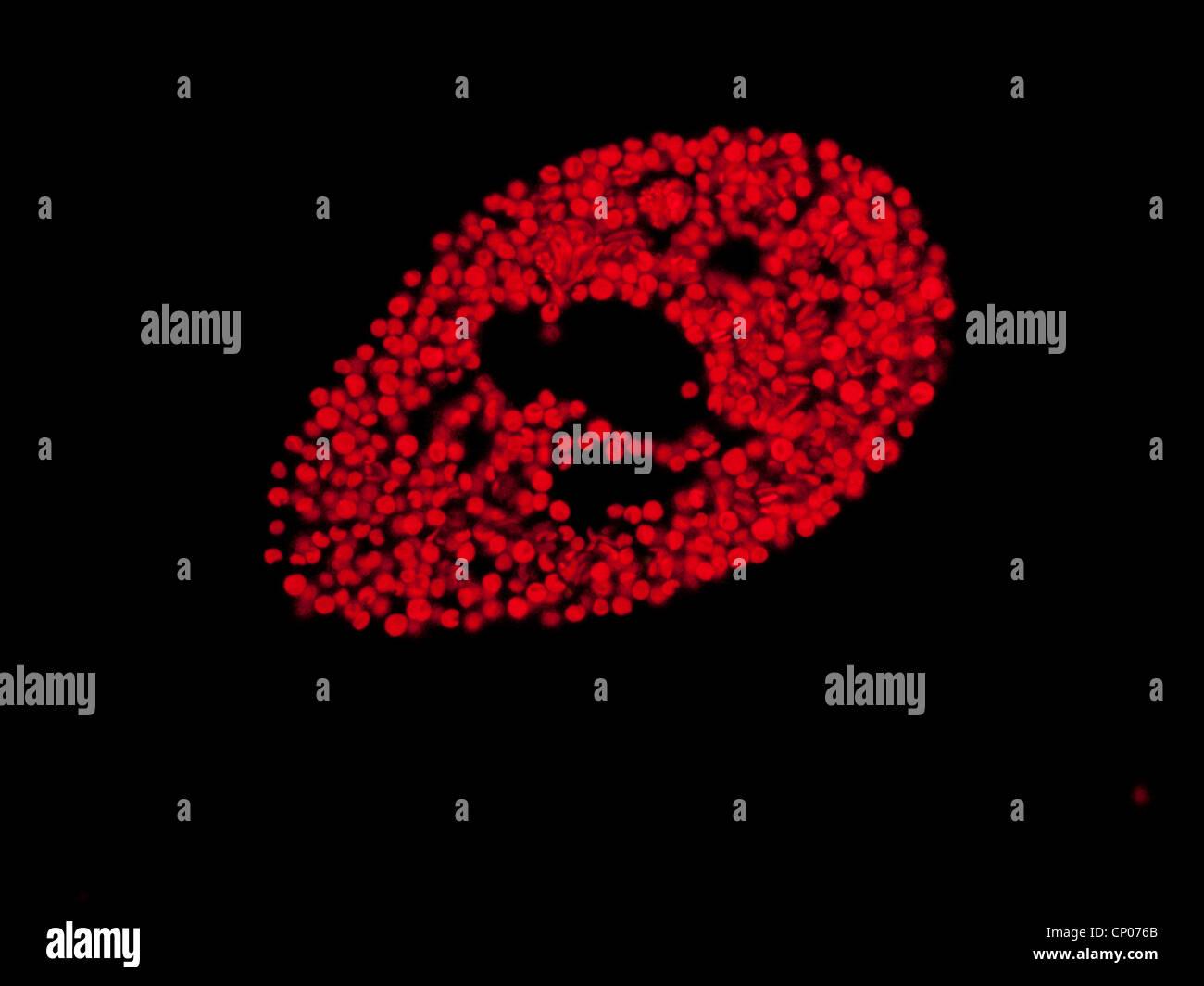 green slipper animalcule (Paramecium bursaria), with symbiotic ...