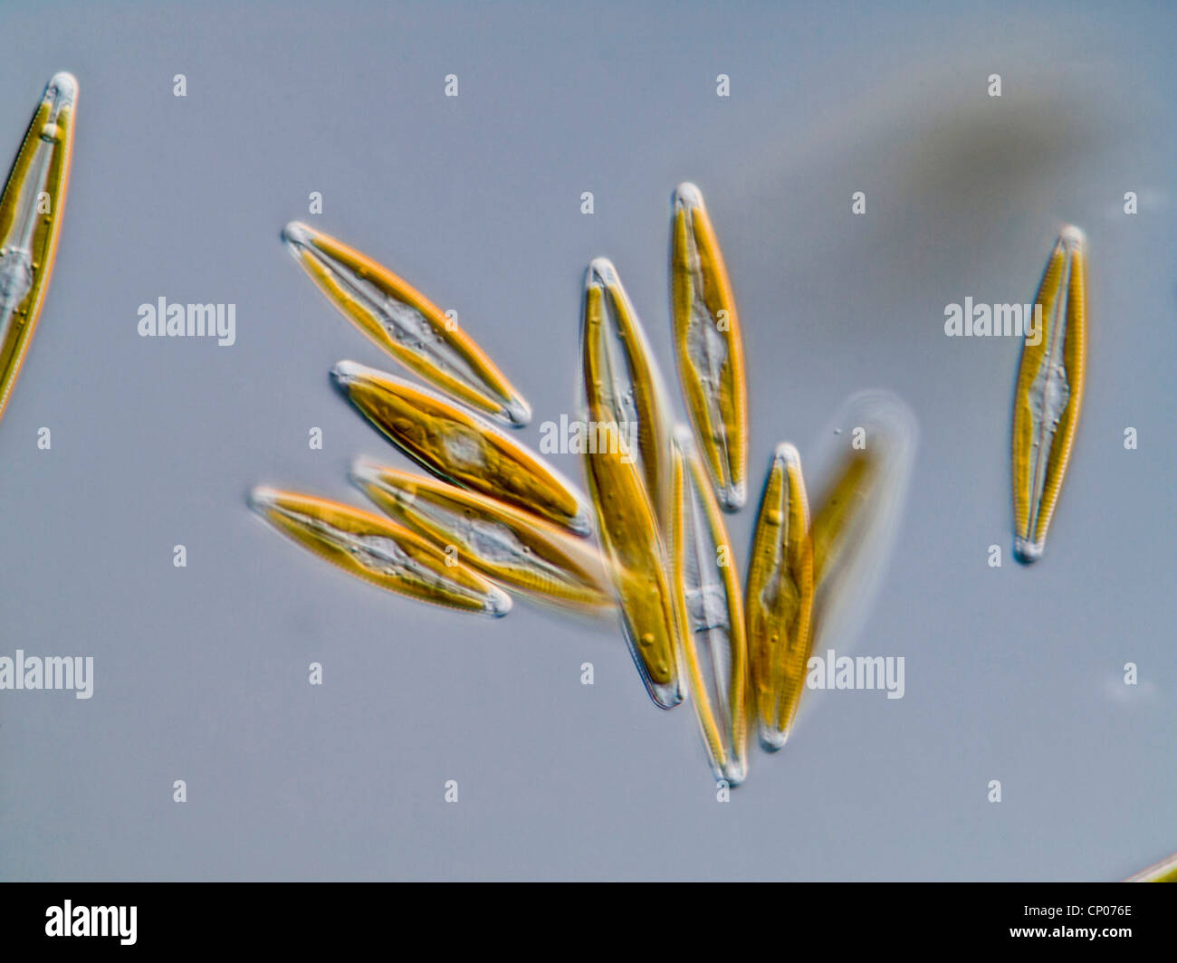 Pond water microscope hi-res stock photography and images - Alamy