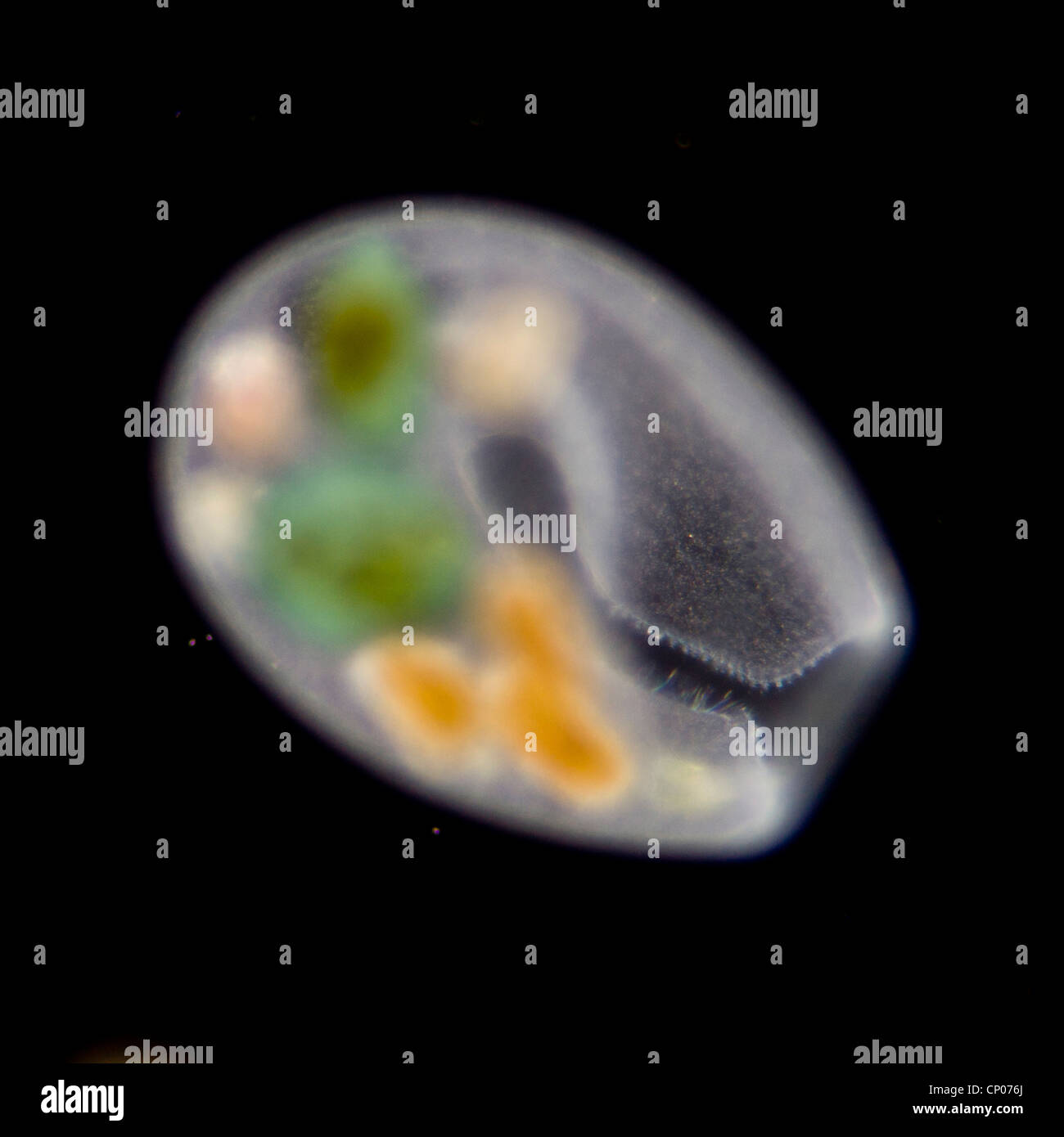 Incorporated stentor and frontonia hi-res stock photography and images ...