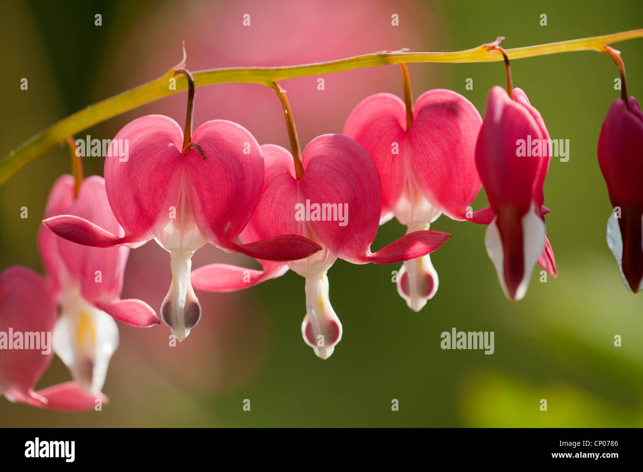 Spectabilis flowers hi-res stock photography and images - Alamy