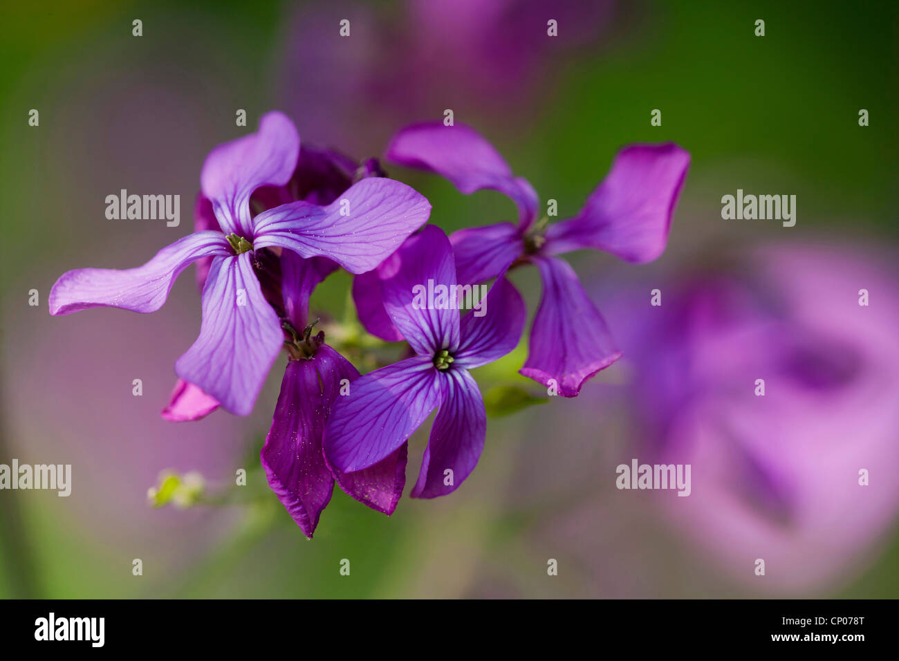Honesty lunaria annua brassicaceae hi-res stock photography and images ...