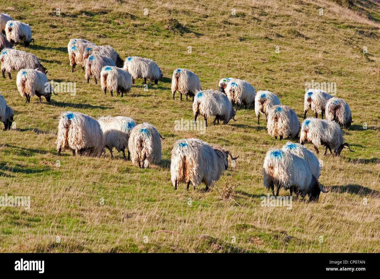 domestic sheep (Ovis ammon f. aries), sheep with blue markings on their ...