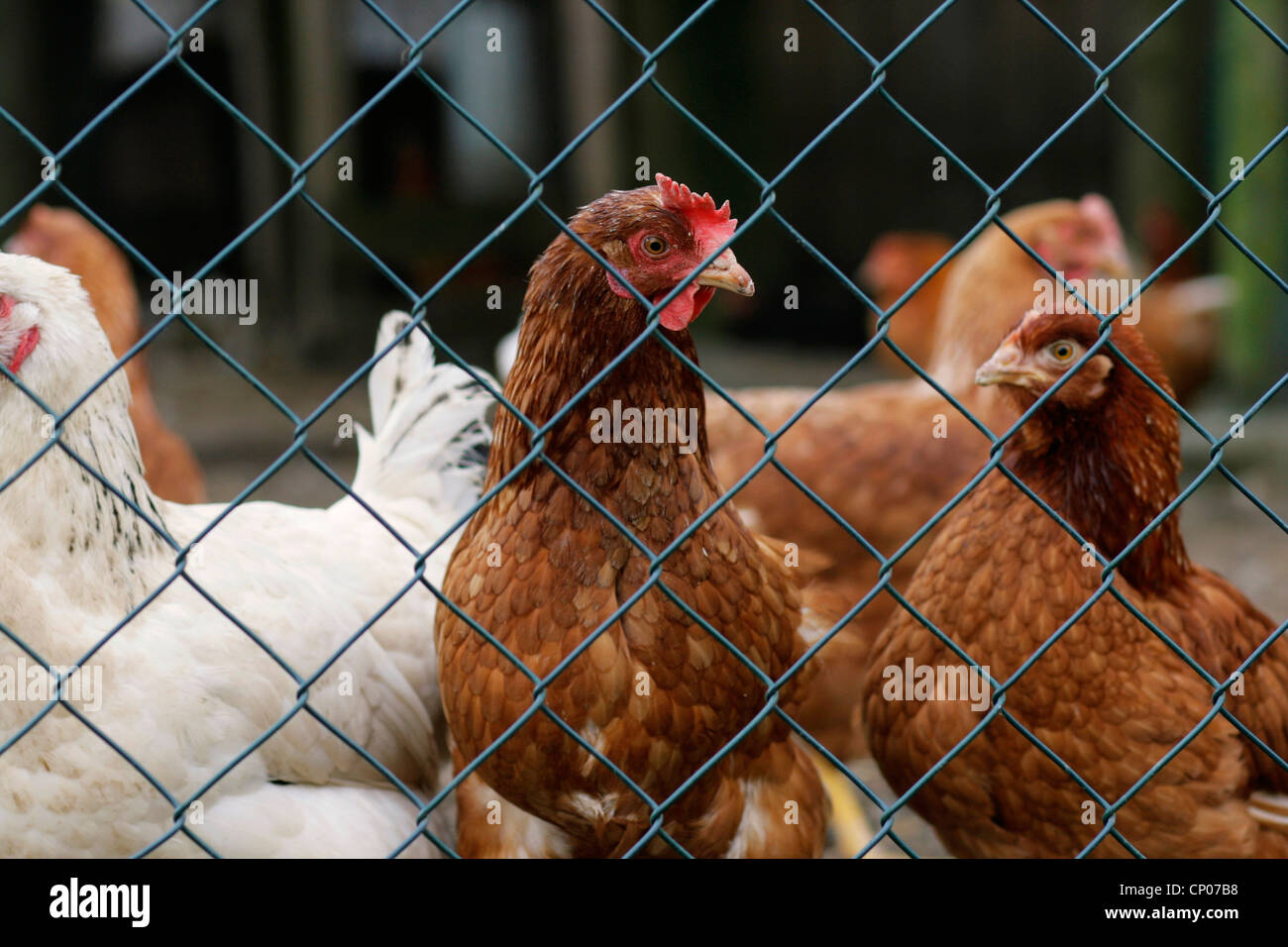 domestic fowl (Gallus gallus f. domestica), hens behind wire mesh fence ...