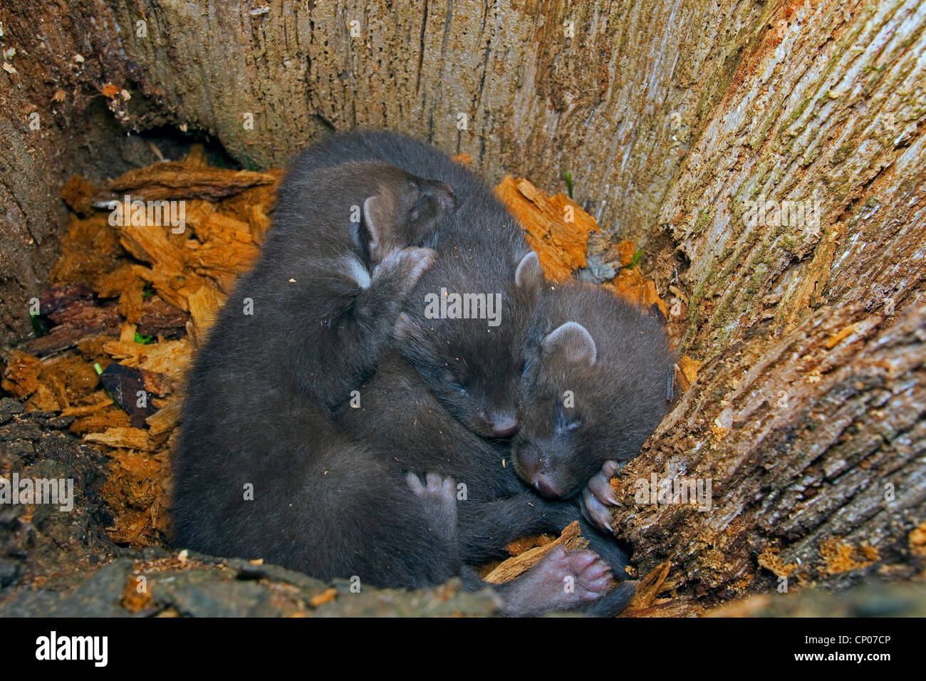 European pine marten (Martes martes), juveniles lying in tree hole ...