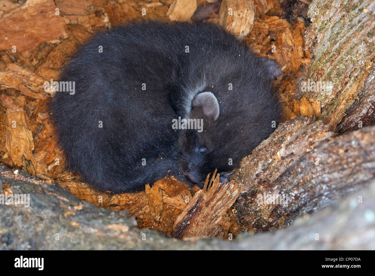 European pine marten (Martes martes), juvenile sleeping in tree hole ...