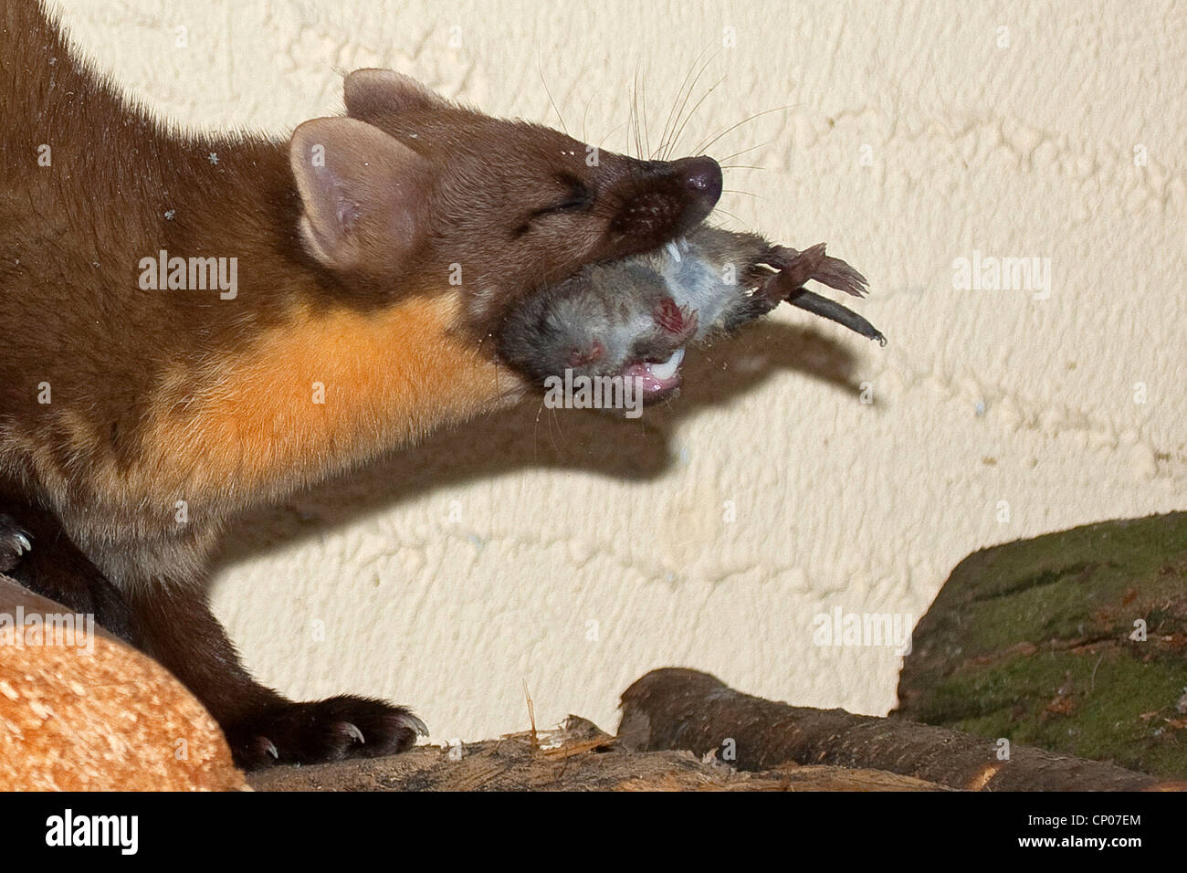 Carnassial tooth hi-res stock photography and images - Alamy