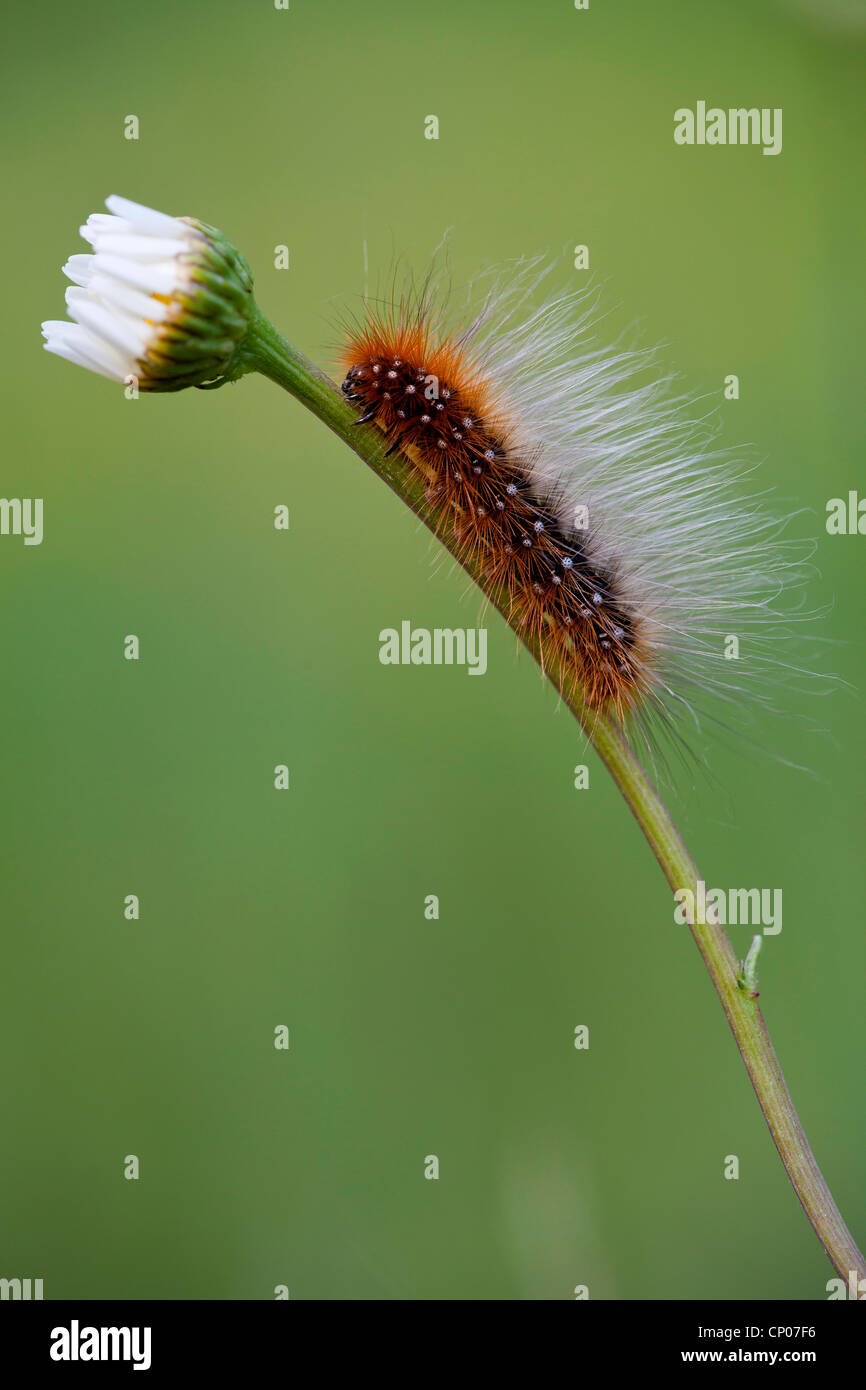 Garden tiger moth (Arctia caja), caterpillar sitting on daisy, Germany ...