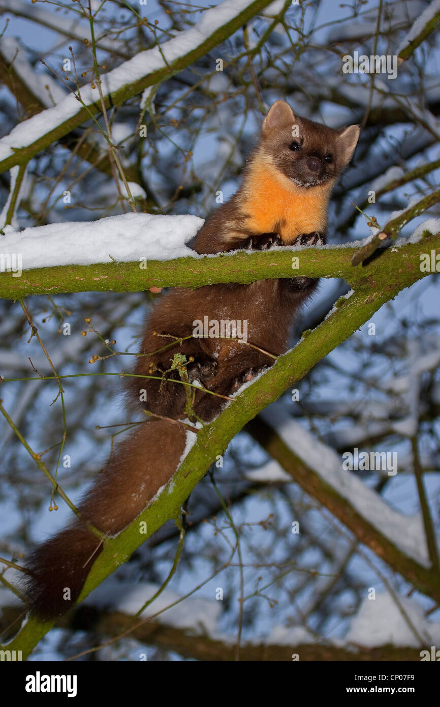 European pine marten snow hi-res stock photography and images - Alamy