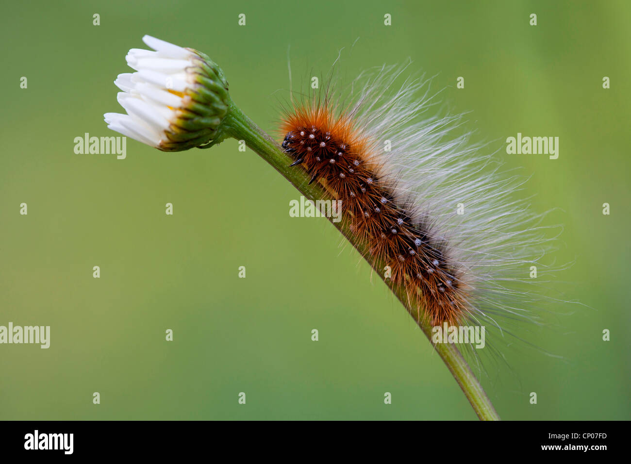 Moth caterpillars garden flowers hi-res stock photography and images ...