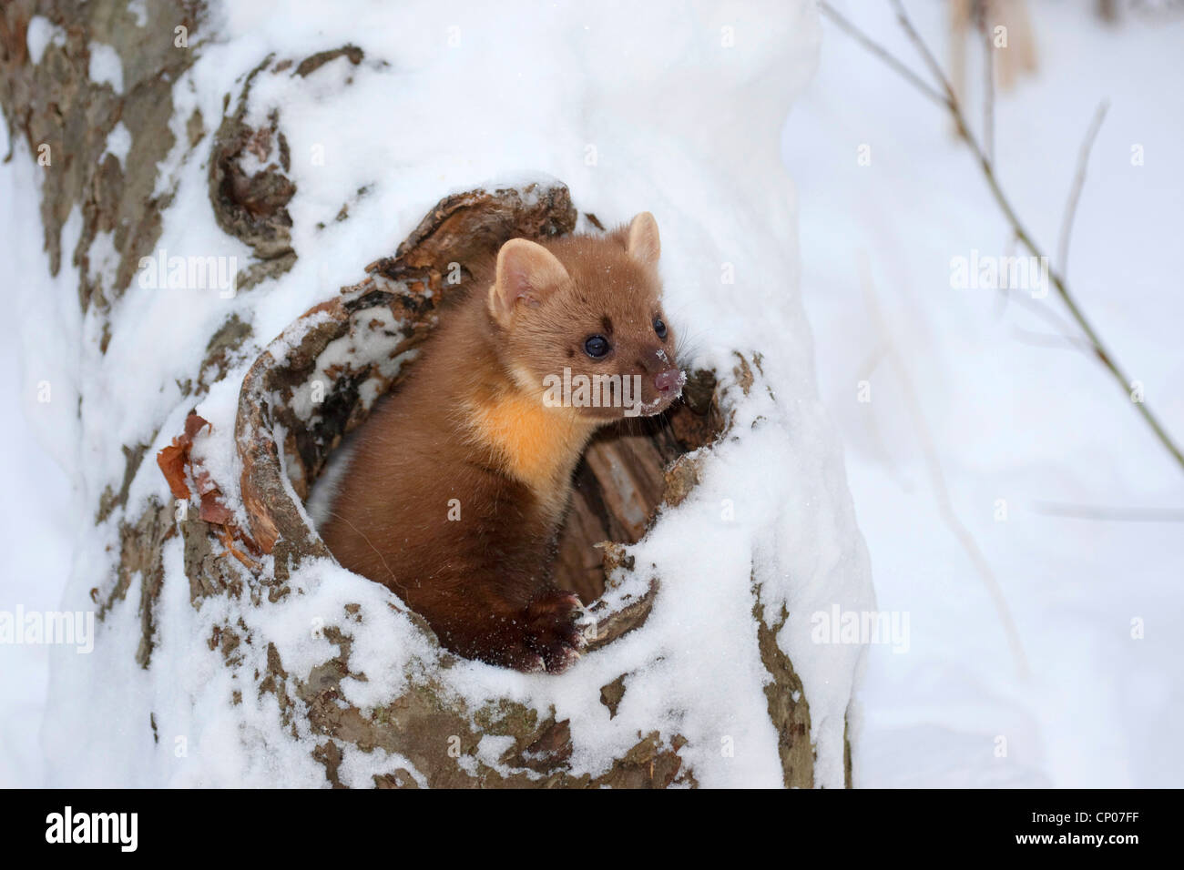 European pine marten snow hi-res stock photography and images - Alamy
